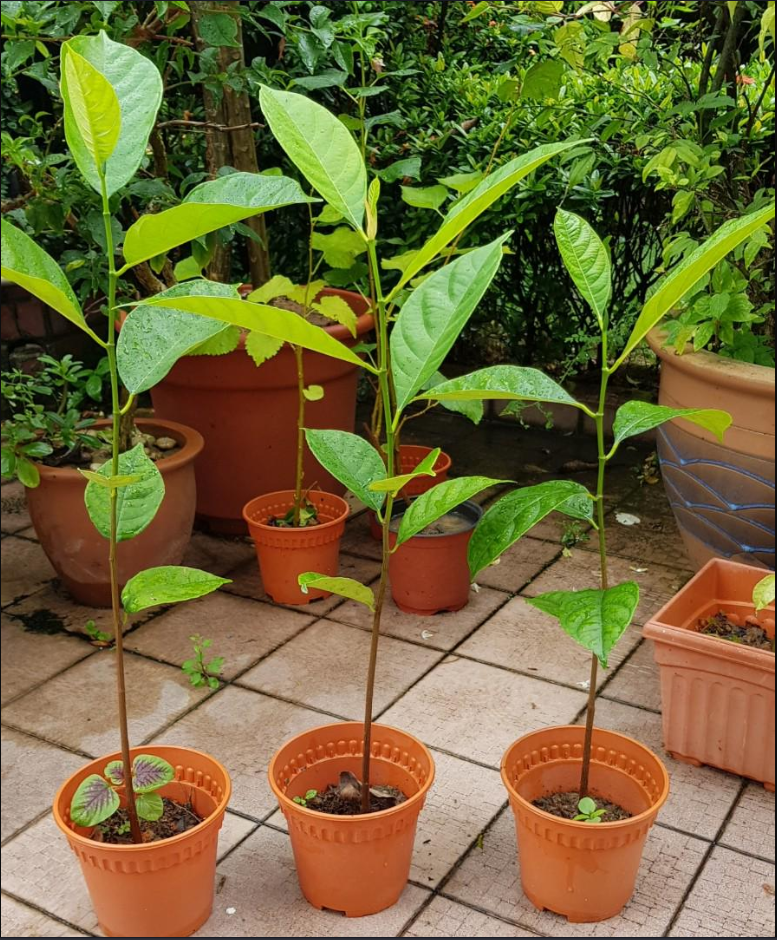 Jackfruit Sapling – eJazmine.com